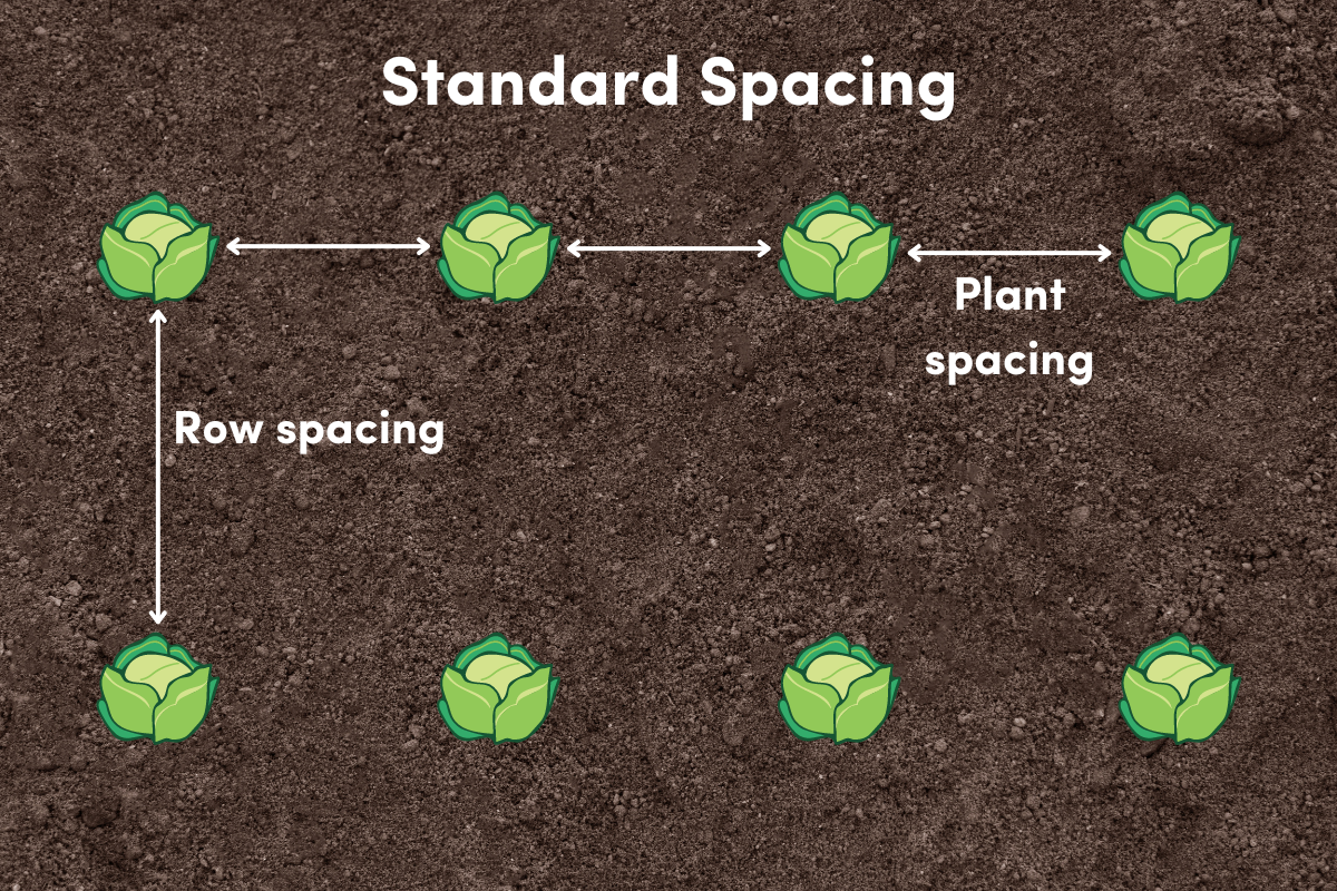 Spacing Matters: Why Vegetable Plants Need to Keep Their Distance | The Seed Collection
